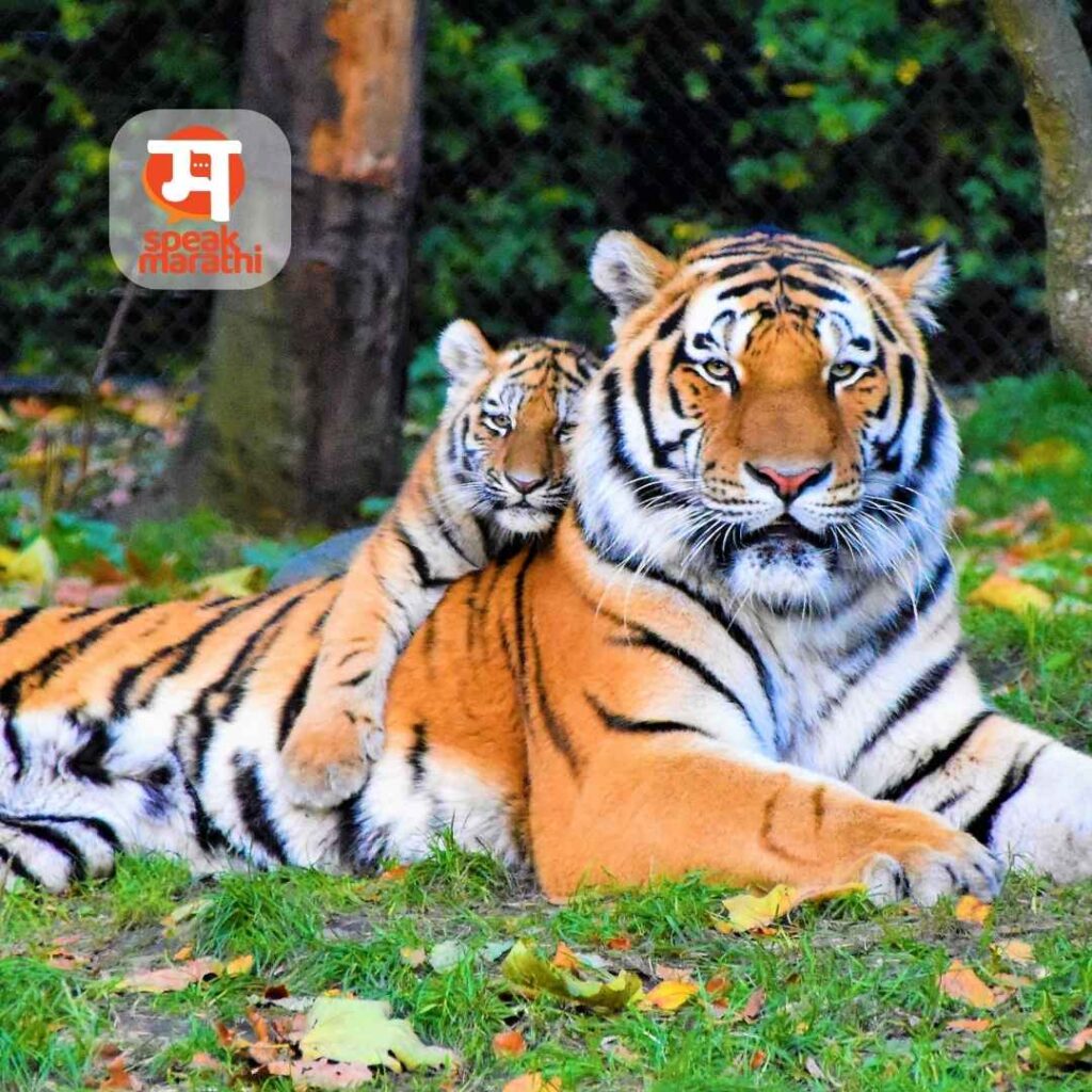 Roars, Howls, and Trunks: Learning Wild Animals in Marathi Just Got Fun ...